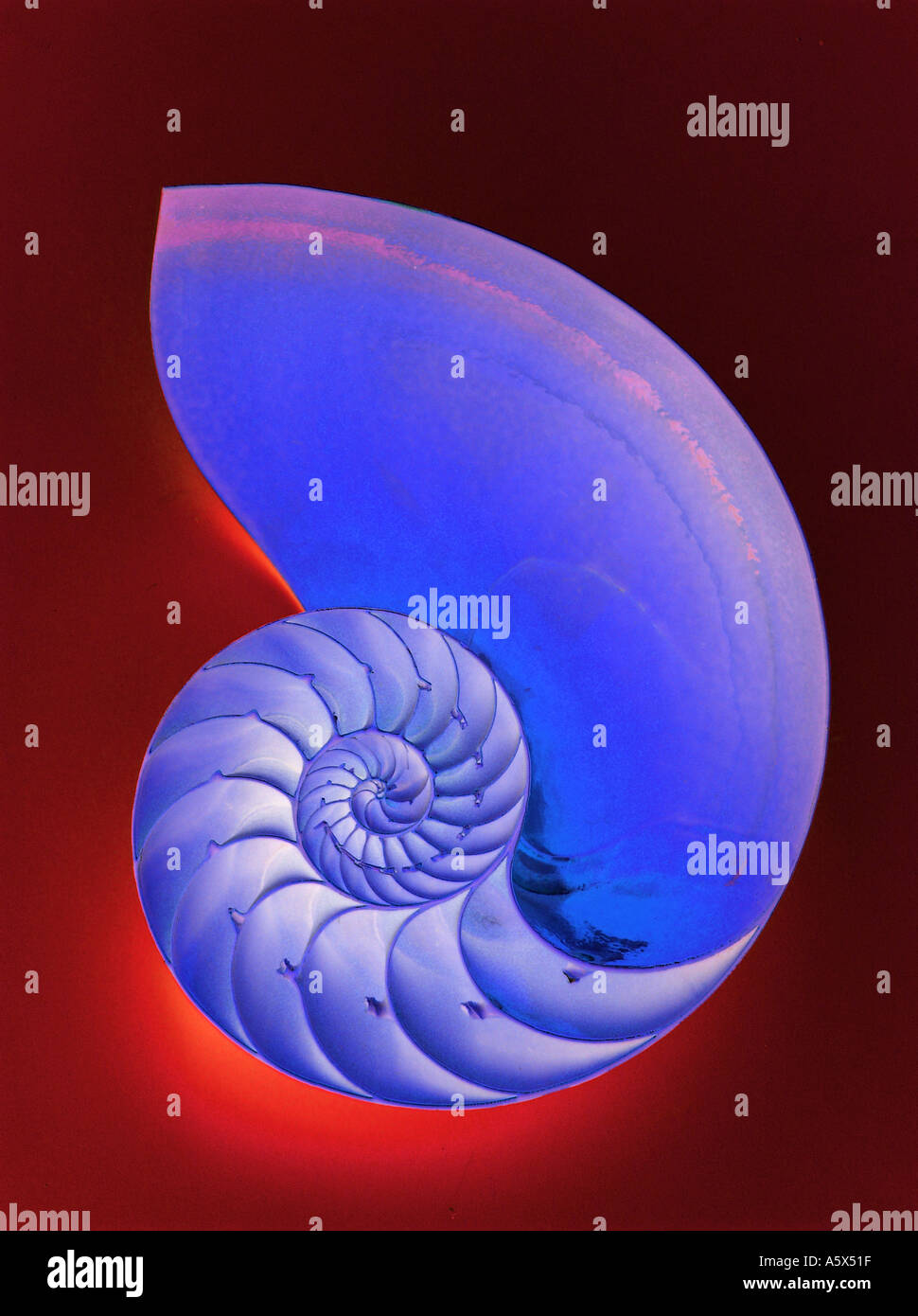Nautilus shell golden ratio hi-res stock photography and images - Alamy