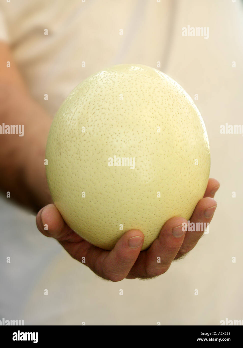 Ostrich egg hand hi-res stock photography and images - Alamy