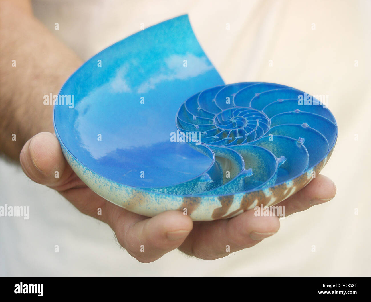Hand holding nautilus shell hi-res stock photography and images - Alamy