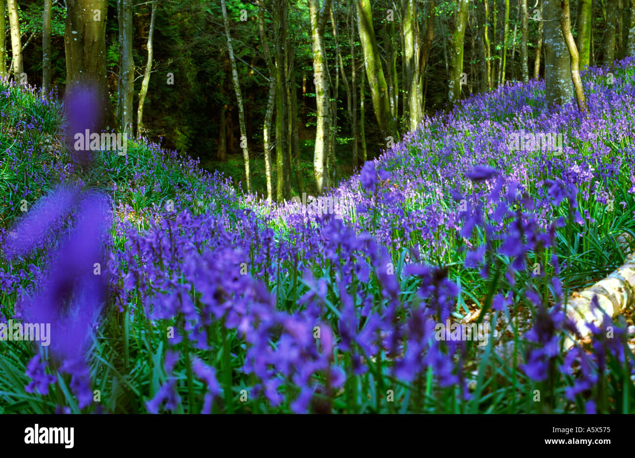A curve of spring Bluebell flowers in Hooke Wood near Beaminster Dorset ...