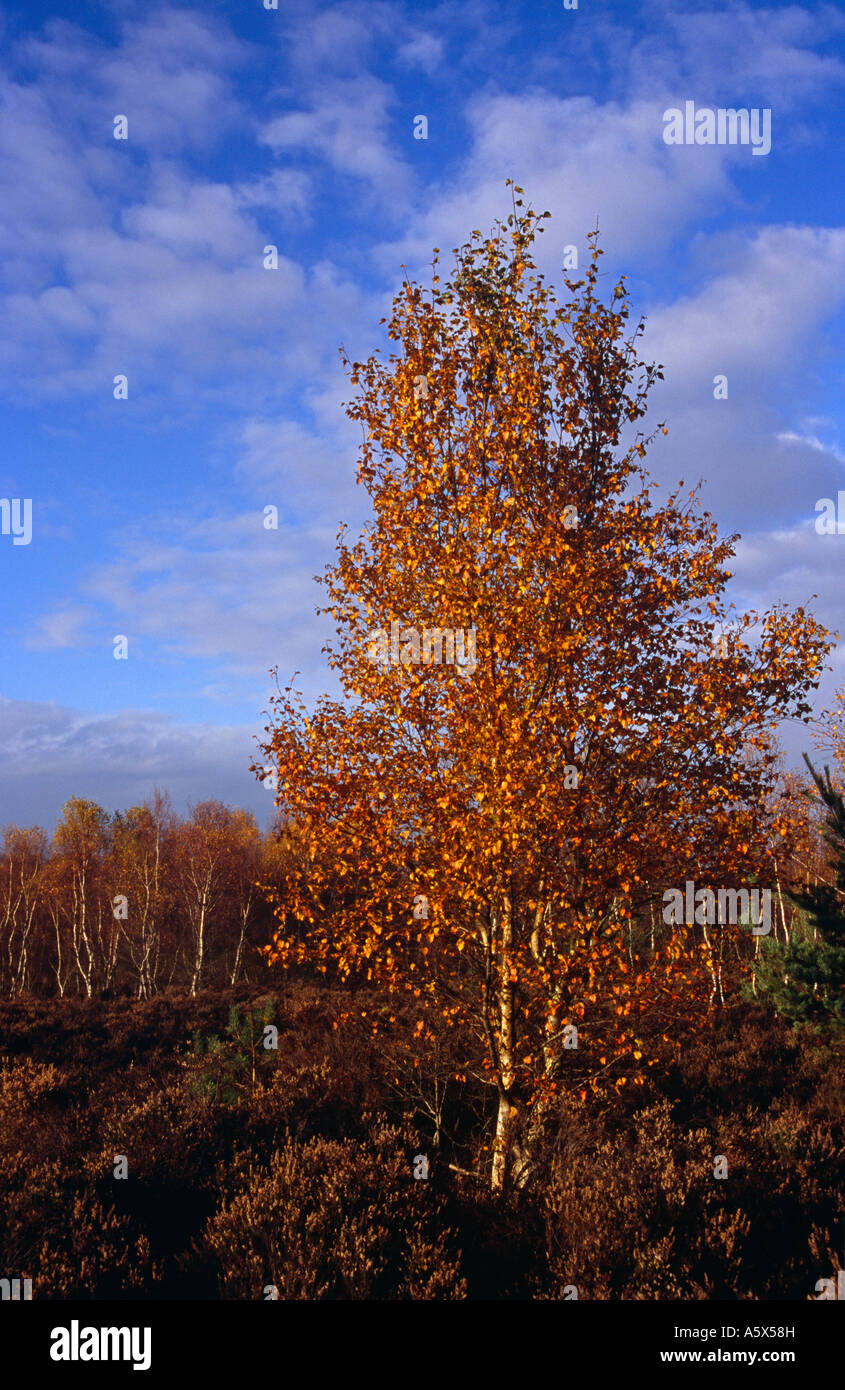 England Chobham High Resolution Stock Photography and Images - Alamy