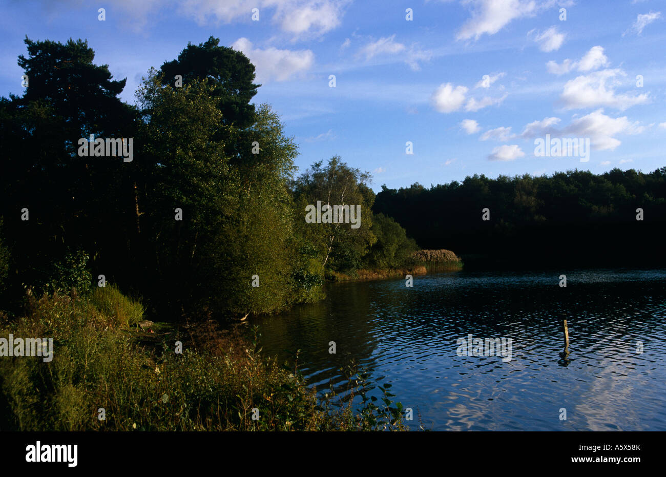 Bolder Mere, Ockham Common, near Cobham, Surrey, England, UK Stock ...