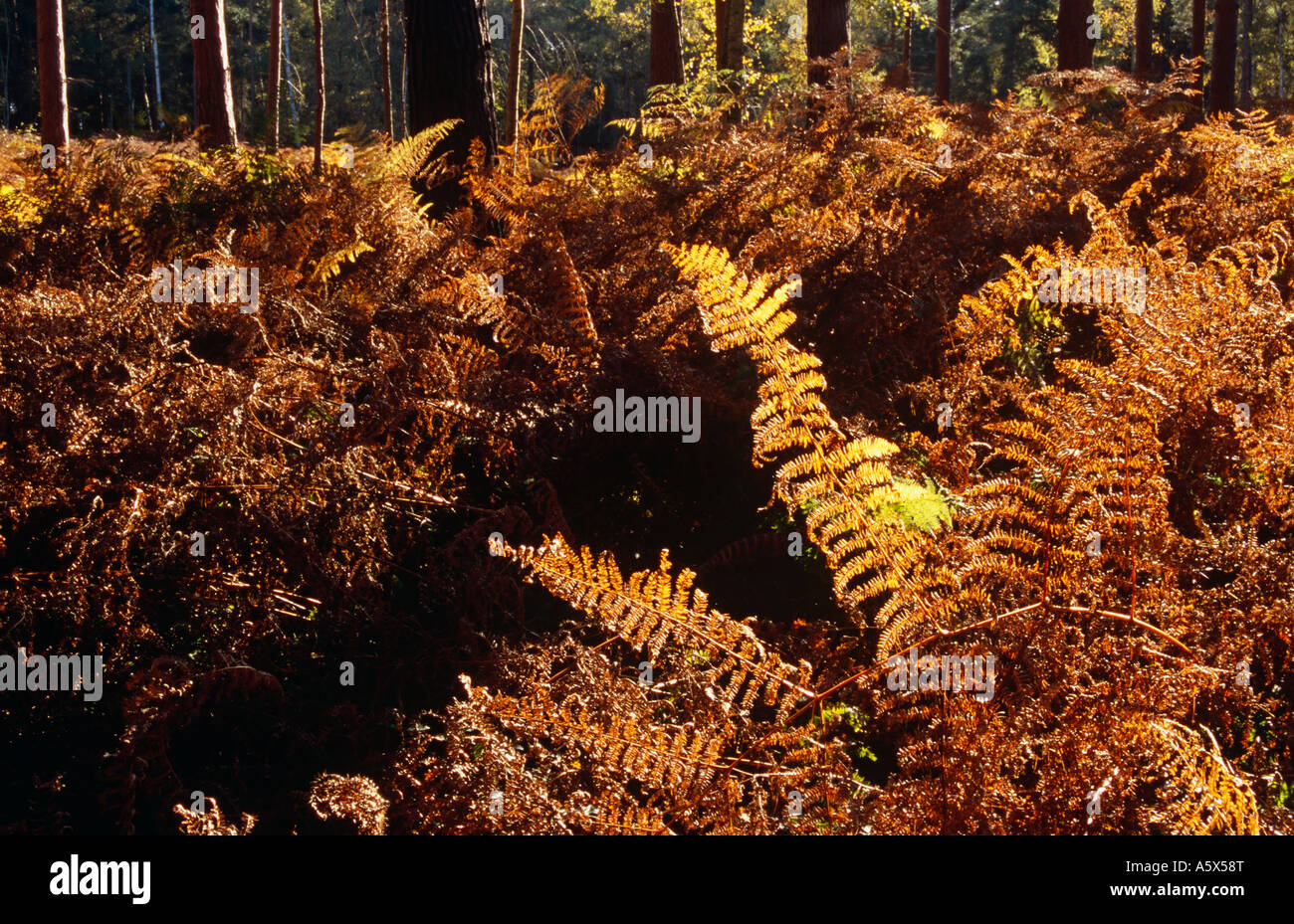 Golden Bracken in Autumn, Ockham Common, near Cobham, Surrey, England ...