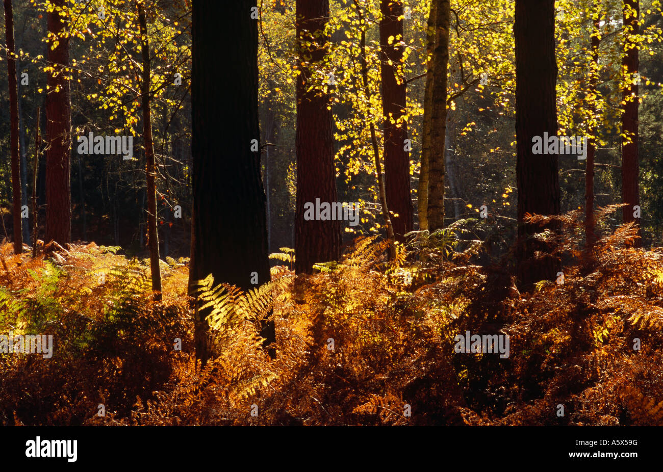 Ockham common hi-res stock photography and images - Alamy