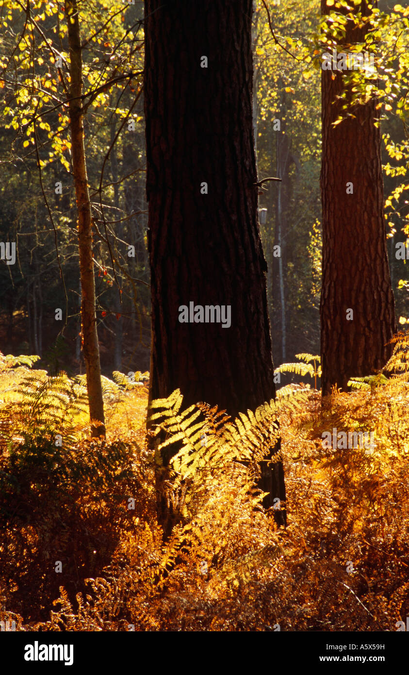 Cobham forest tree in yellow hi-res stock photography and images - Alamy