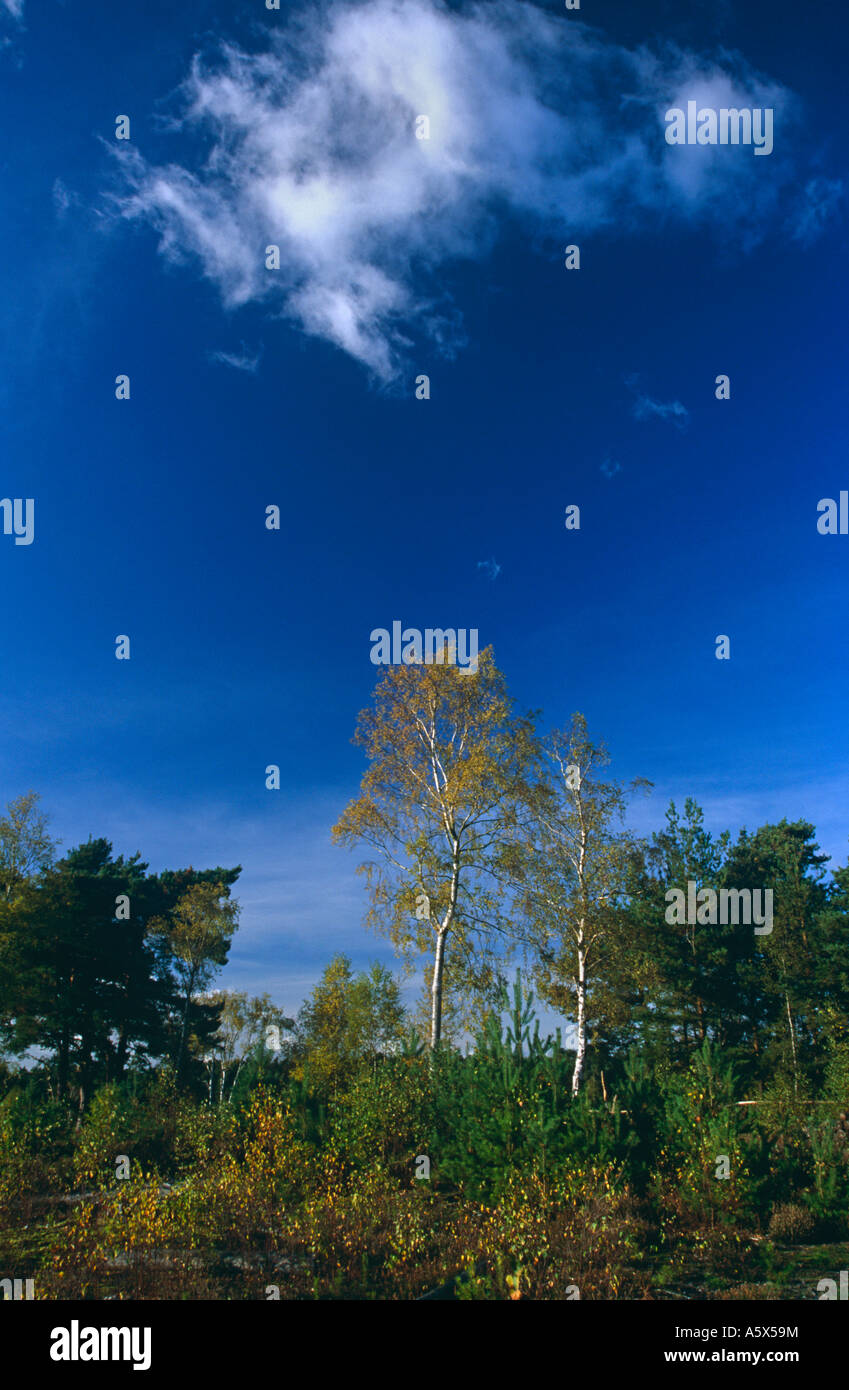Cloud above Birch Trees in Autumn, Ockham Common, near Cobham, Surrey ...