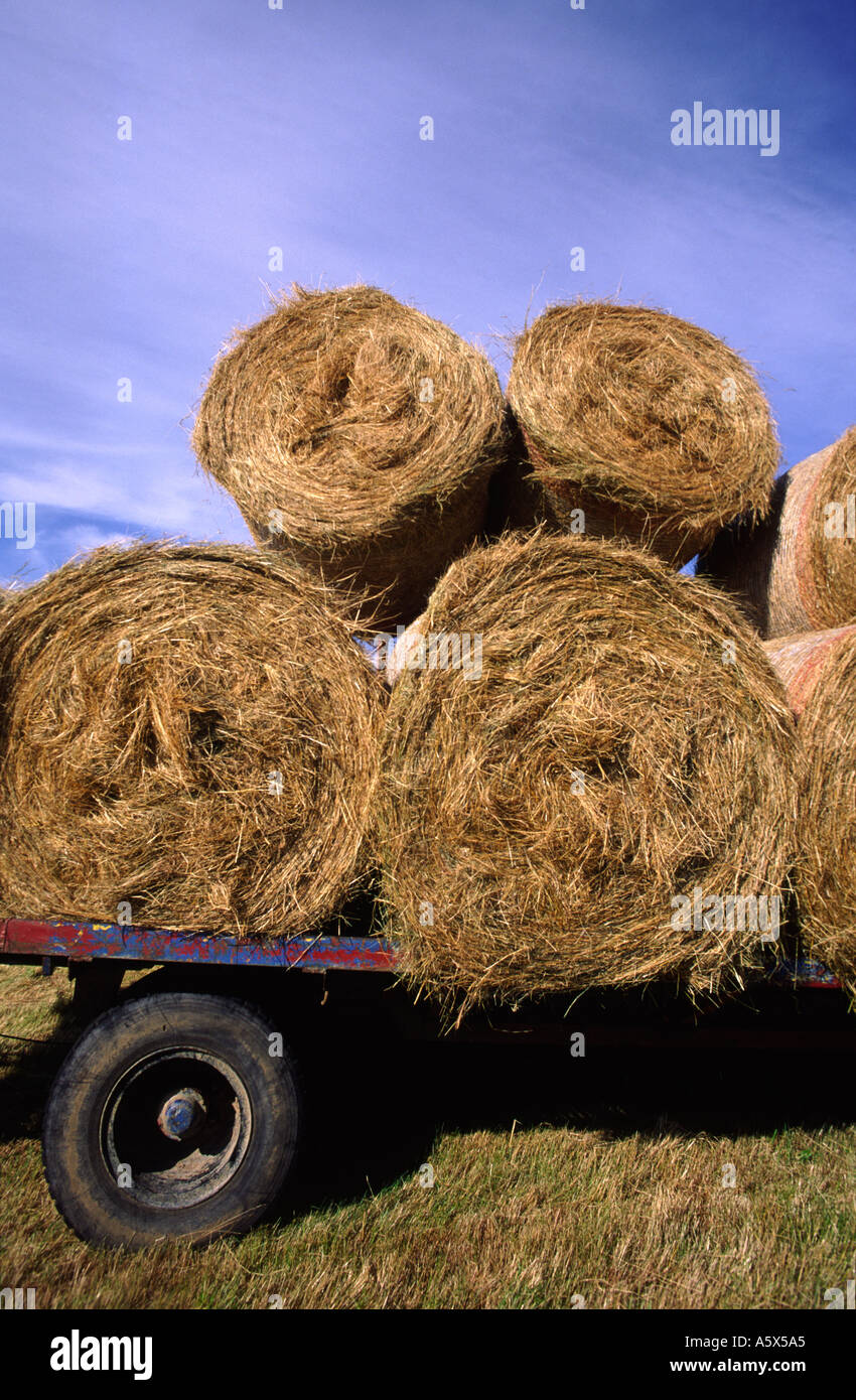 Loading A Farm Trailer With Round Hay Bales Dorset Summer England UK ...