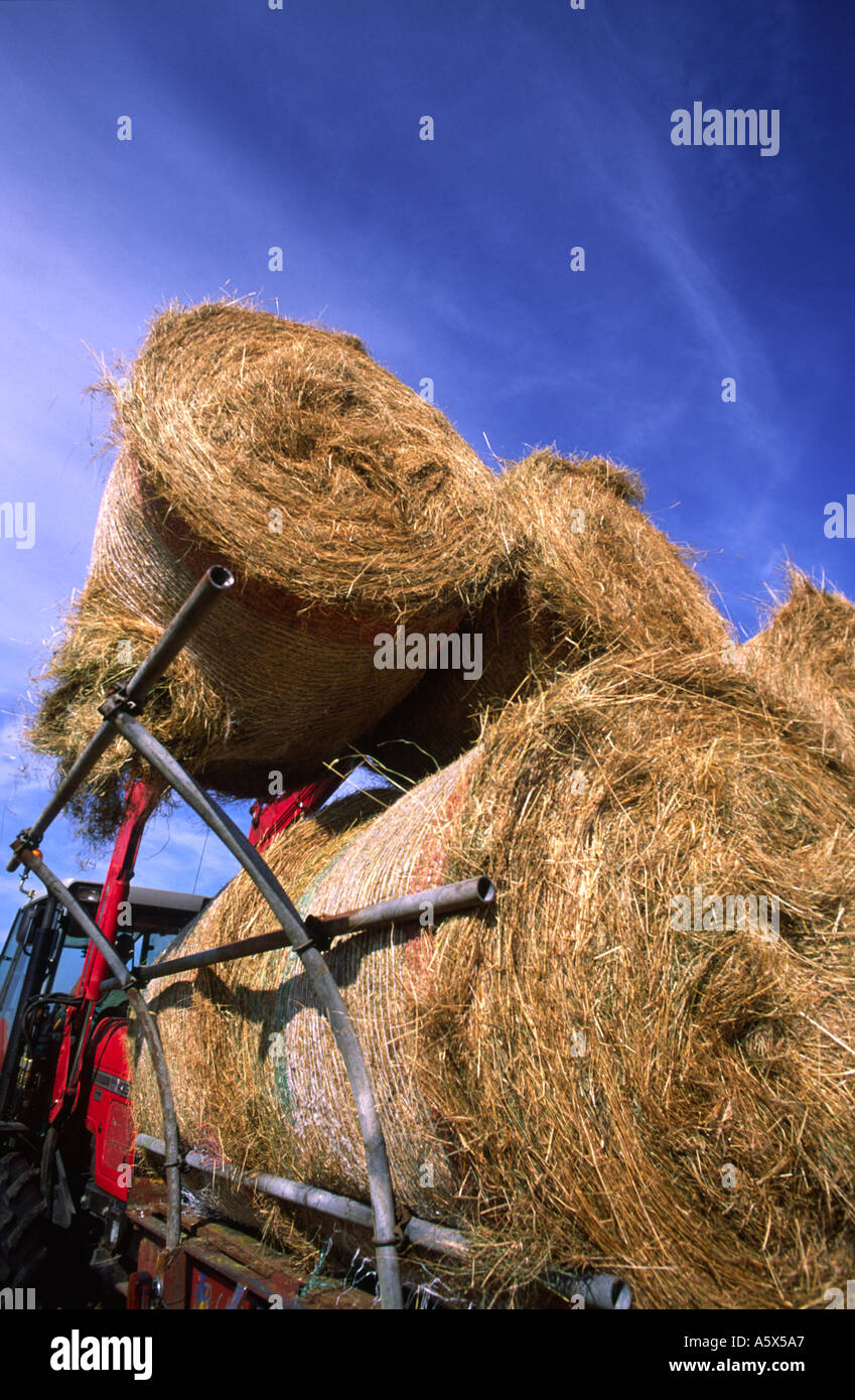 Tractor Loading Round Hay Bales In North Dorset county England UK Stock ...
