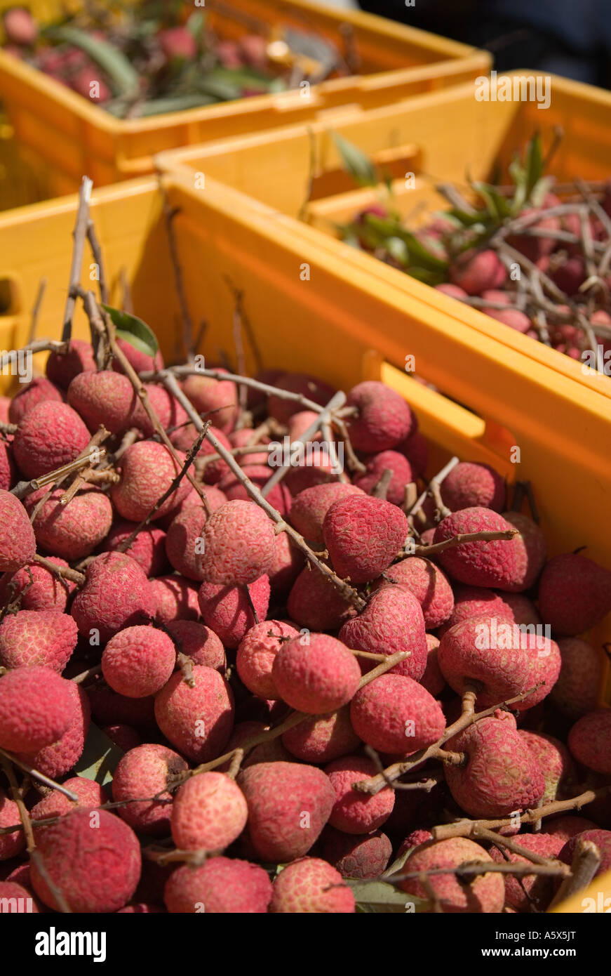 Lychee plantation - Mareeba, Queensland, AUSTRALIA Stock Photo - Alamy