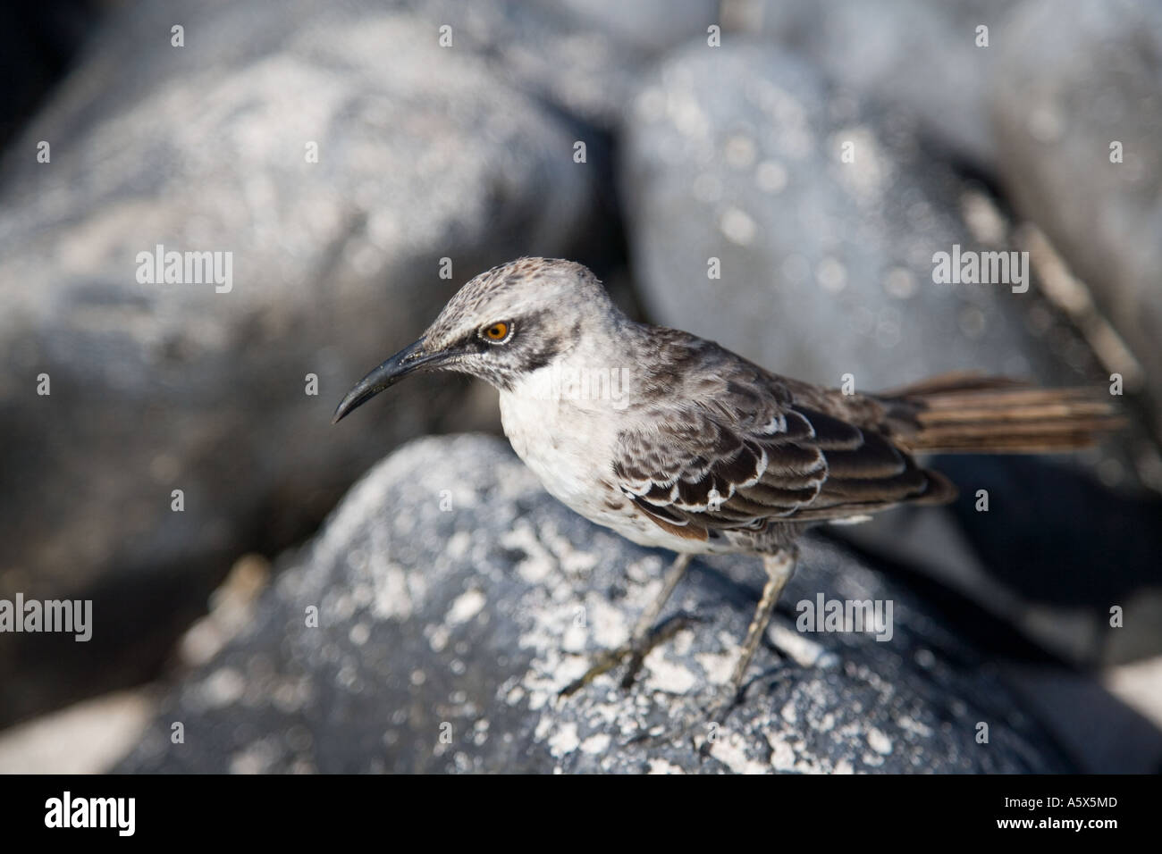 Mocking bird galapagos islands hi-res stock photography and images - Alamy