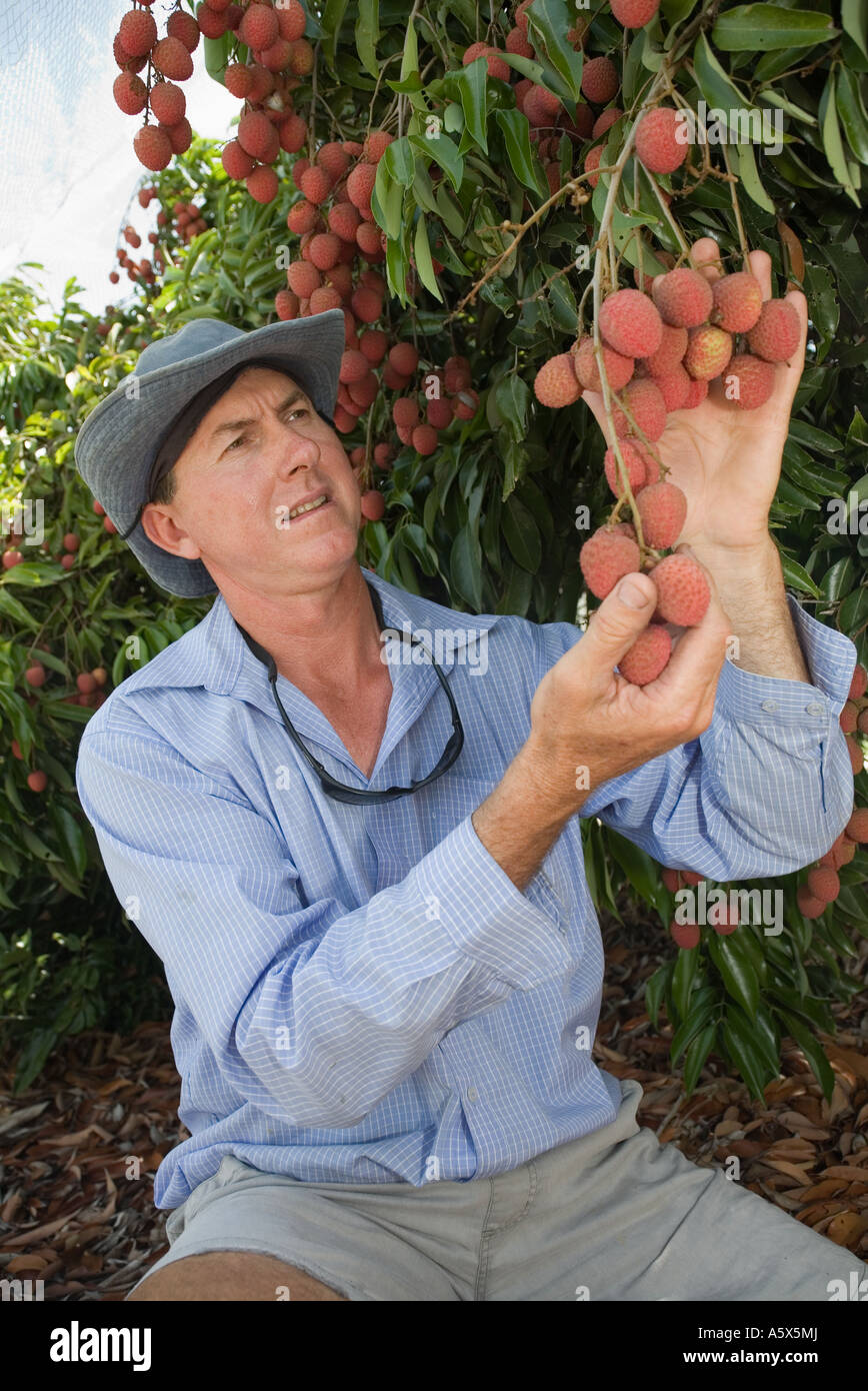 Lychee australia hi-res stock photography and images - Alamy