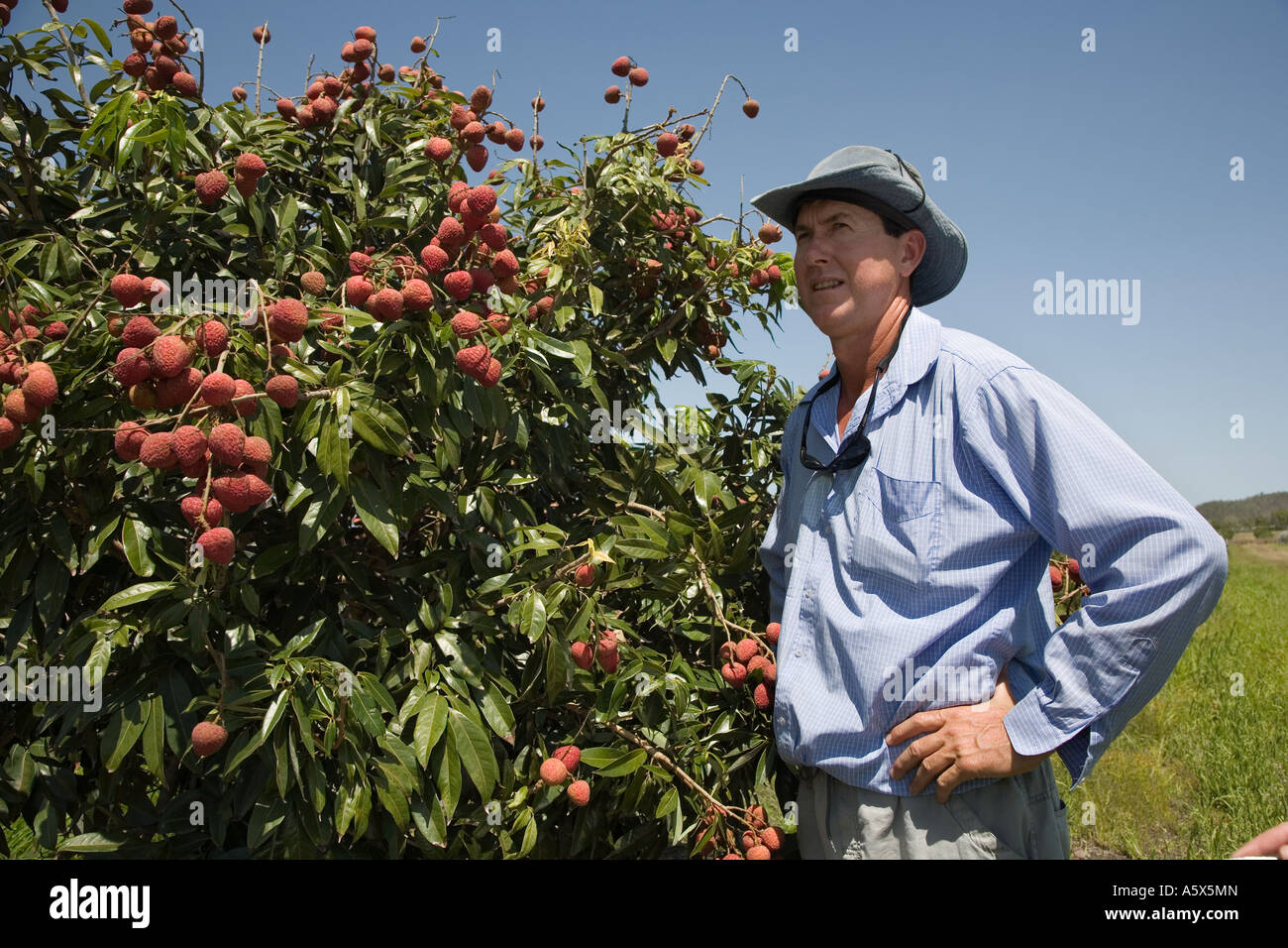 Lychee farmer - Mareeba, Queensland, AUSTRALIA Stock Photo - Alamy