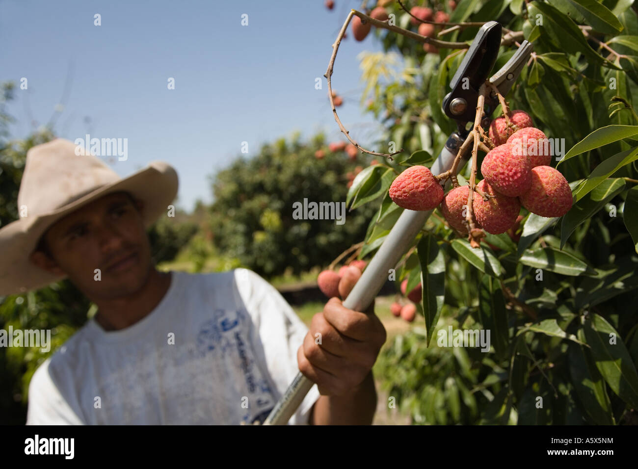 Lychee farming hi-res stock photography and images - Alamy