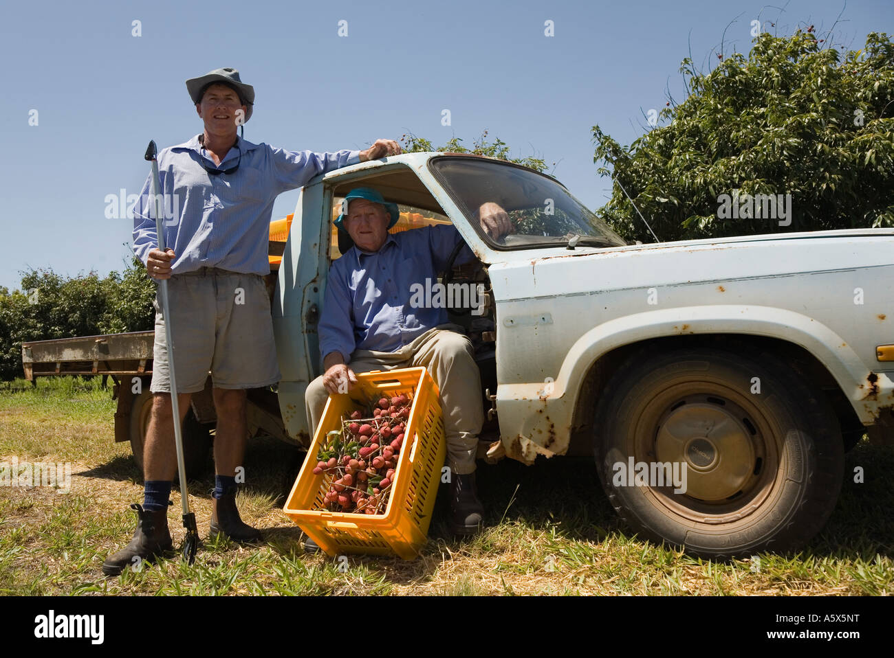 Lychee farming hi-res stock photography and images - Alamy