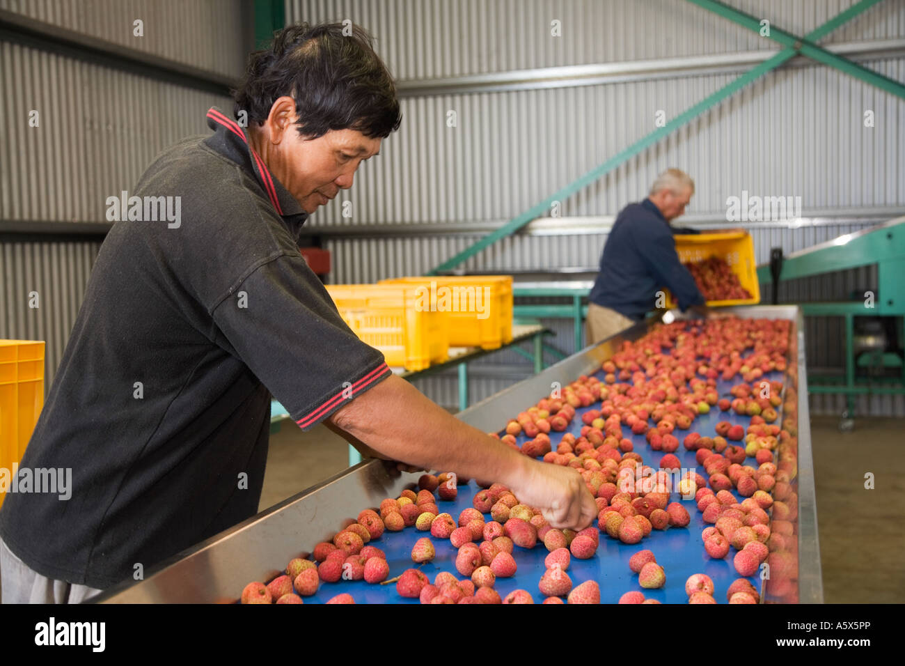 Lychee processing - Mareeba, Queensland, AUSTRALIA Stock Photo - Alamy
