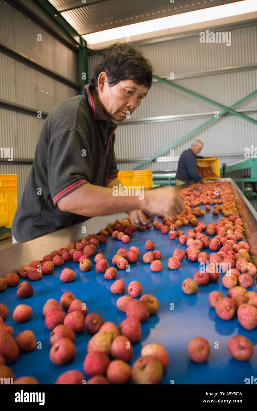 Lychee australia hi-res stock photography and images - Alamy