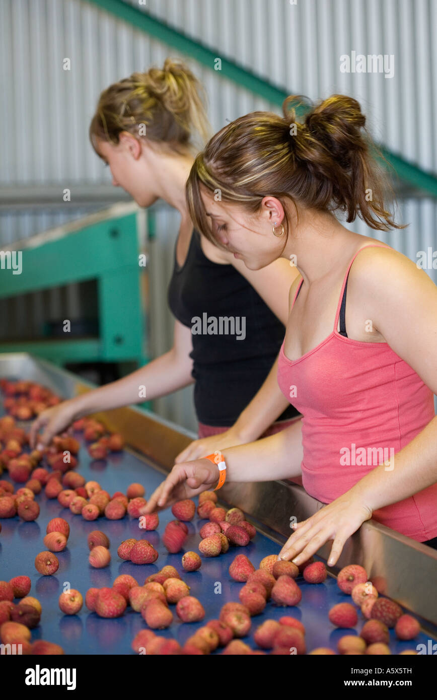 Lychee processing - Mareeba, Queensland, AUSTRALIA Stock Photo - Alamy