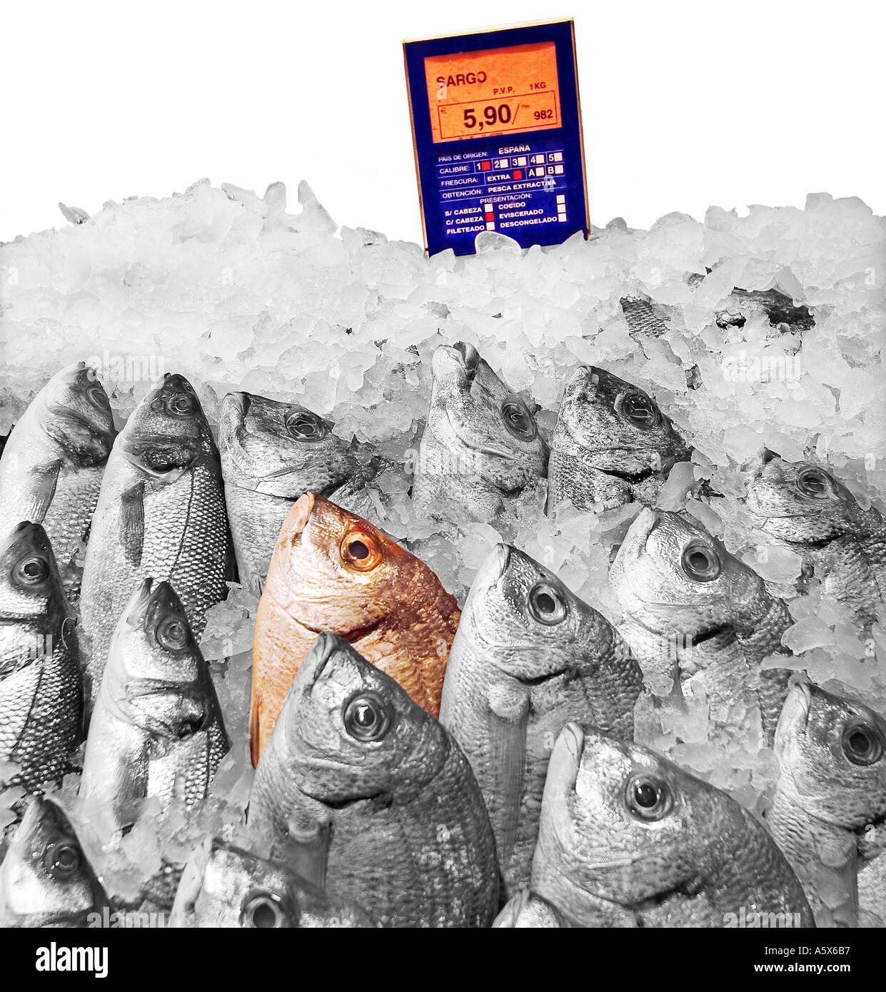 Fish sargo Diplodus sargus a type of bream on ice on sale in ...