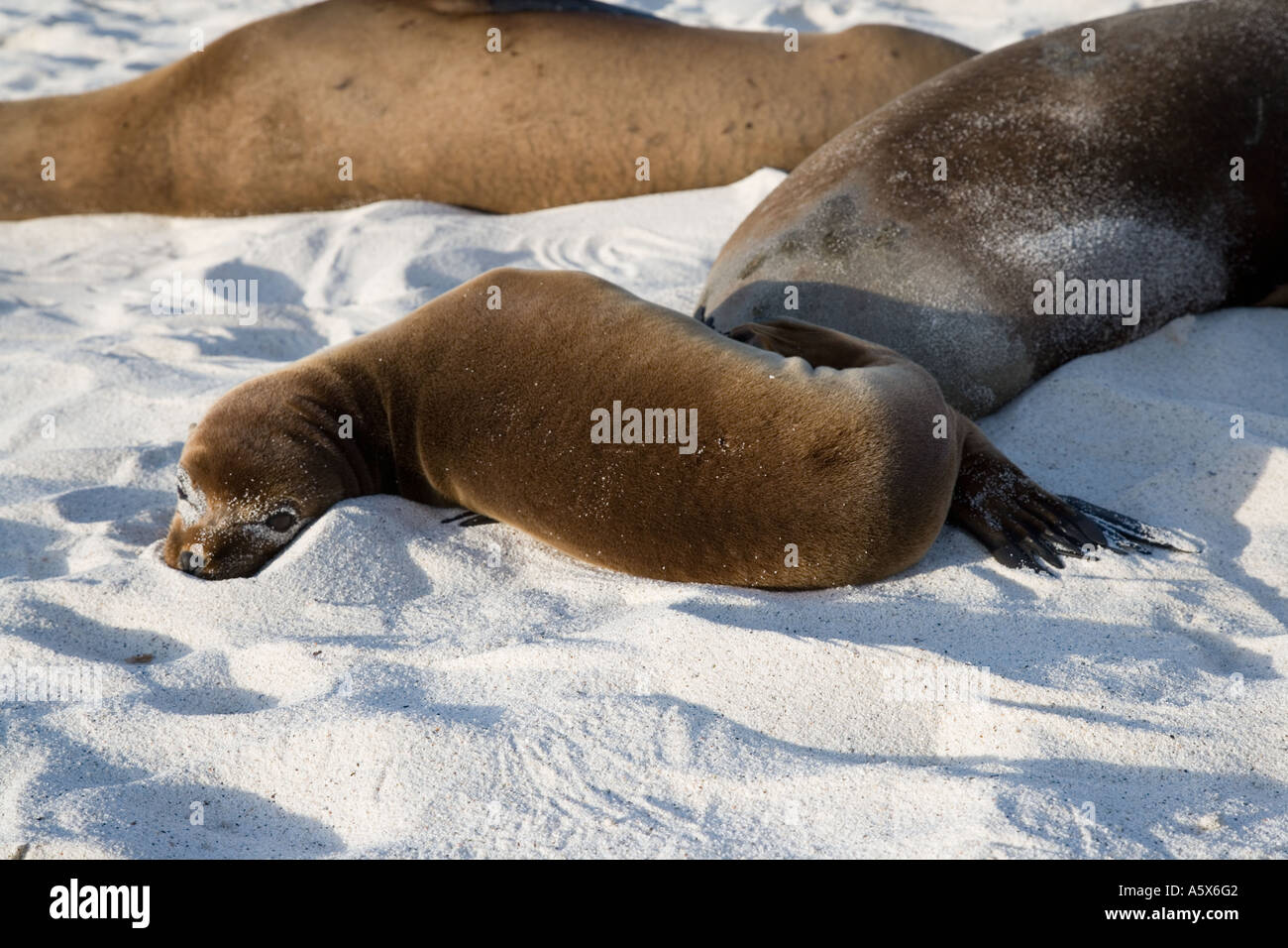 A young sea lion pup lays on the beach at Gardner Bay with its mother ...