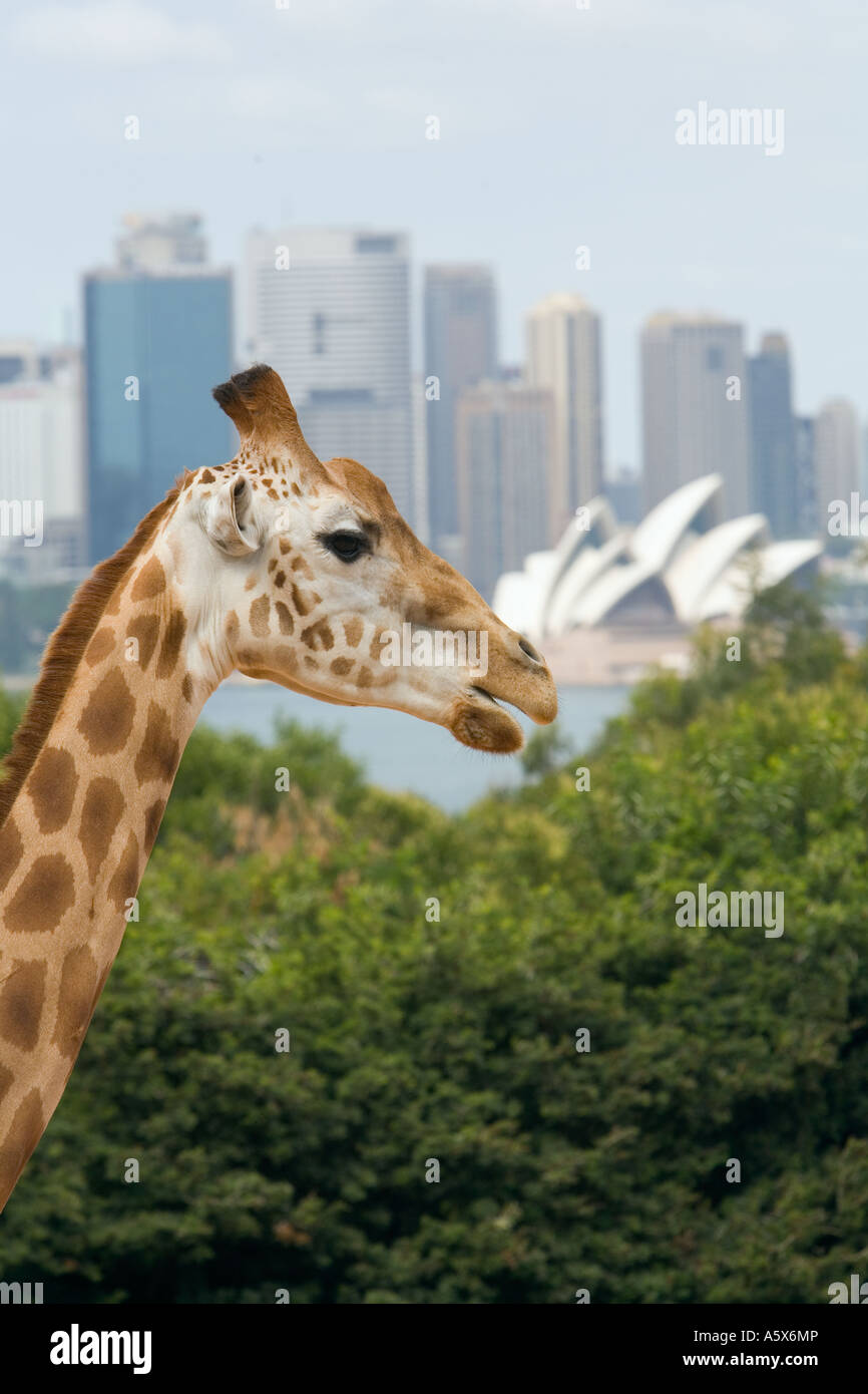 Taronga Zoo - Sydney, New South Wales, AUSTRALIA Stock Photo - Alamy