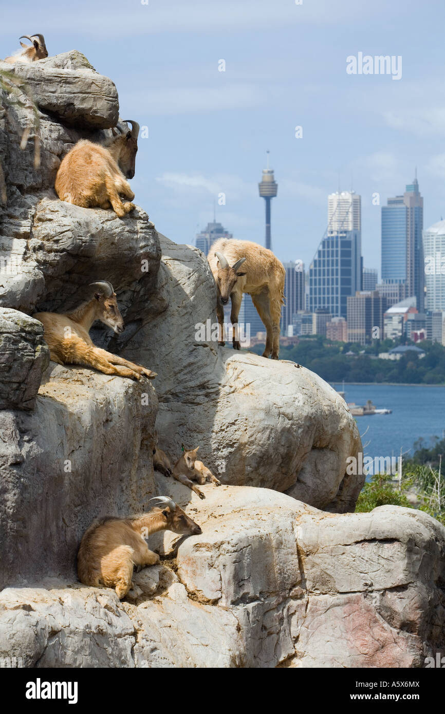 Taronga Zoo - Sydney, New South Wales AUSTRALIA Stock Photo - Alamy