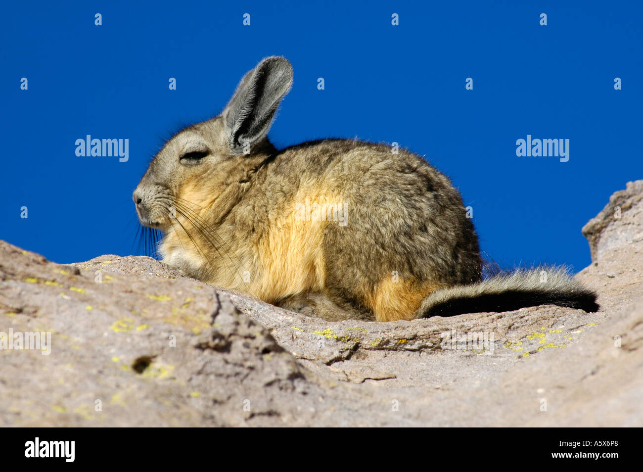 Viscacha on a red rock hi-res stock photography and images - Alamy