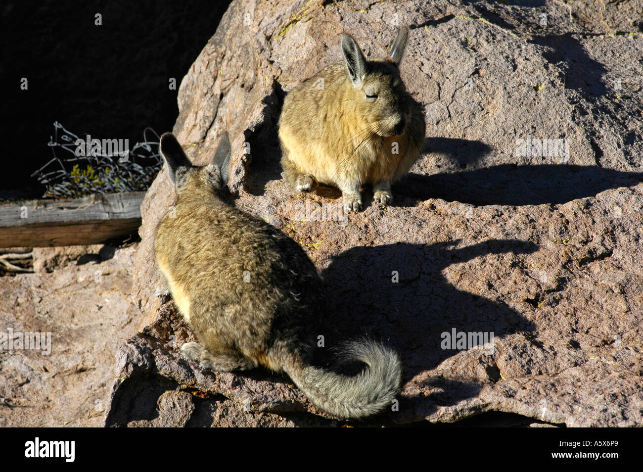 Viscachas hi-res stock photography and images - Alamy