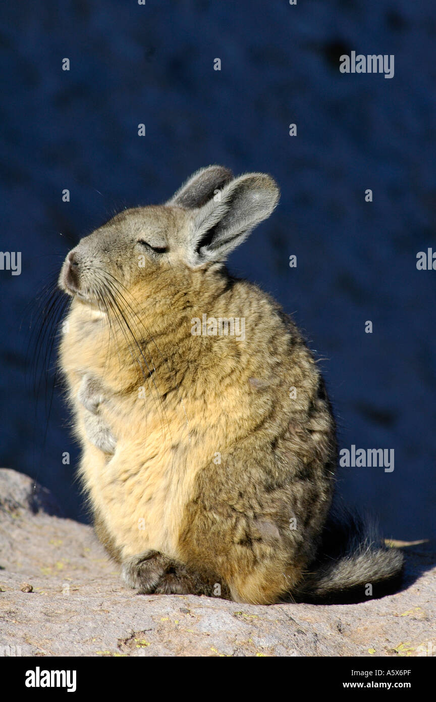 Chinchilla on rock hi-res stock photography and images - Alamy
