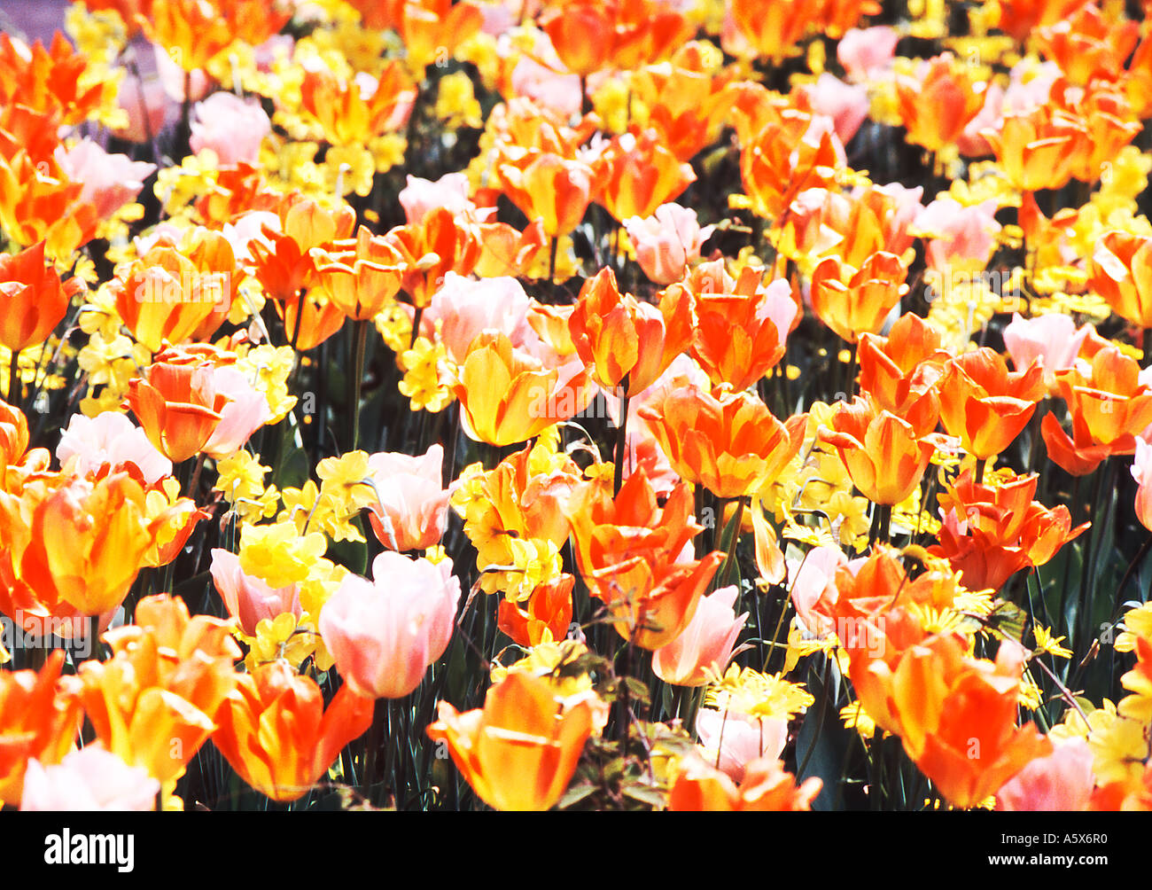 Flowers in the Netherlands Stock Photo - Alamy