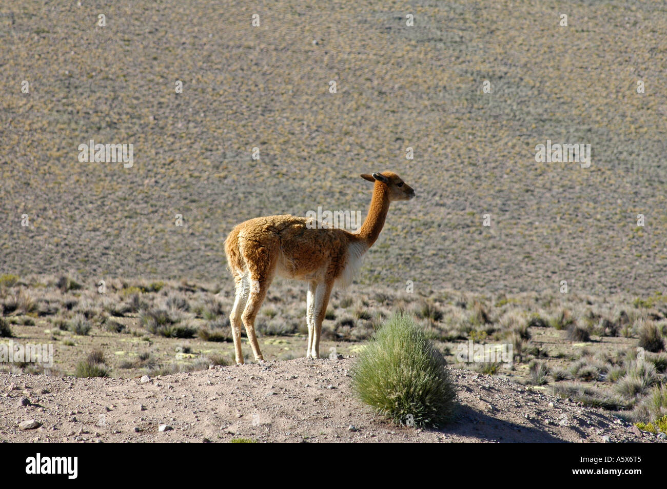 Vicuna in Lauca National Park, Chile, South America Stock Photo - Alamy