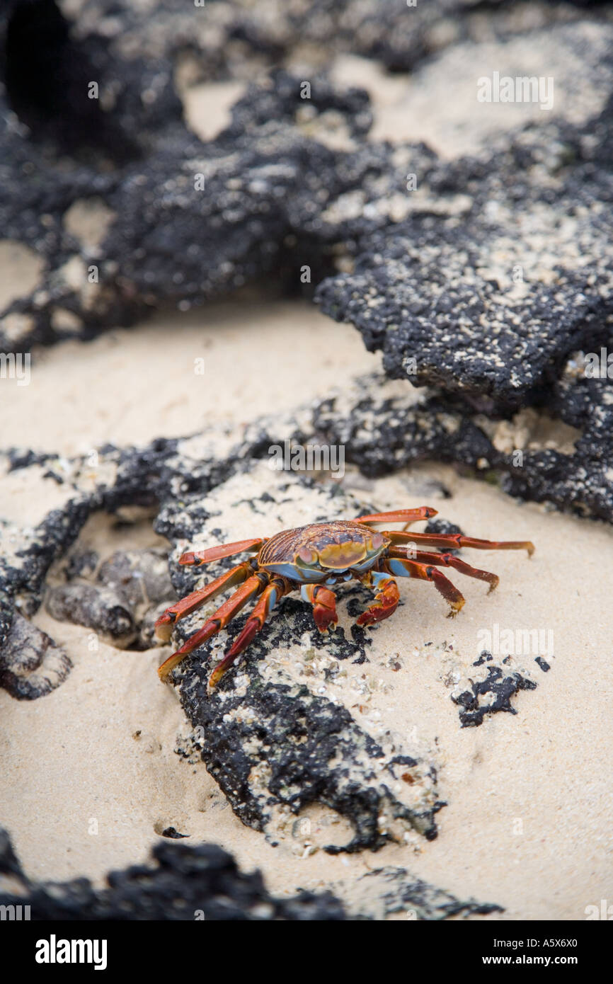 Front view of a Sally Lightfoot crab scrambling over black lava rock ...
