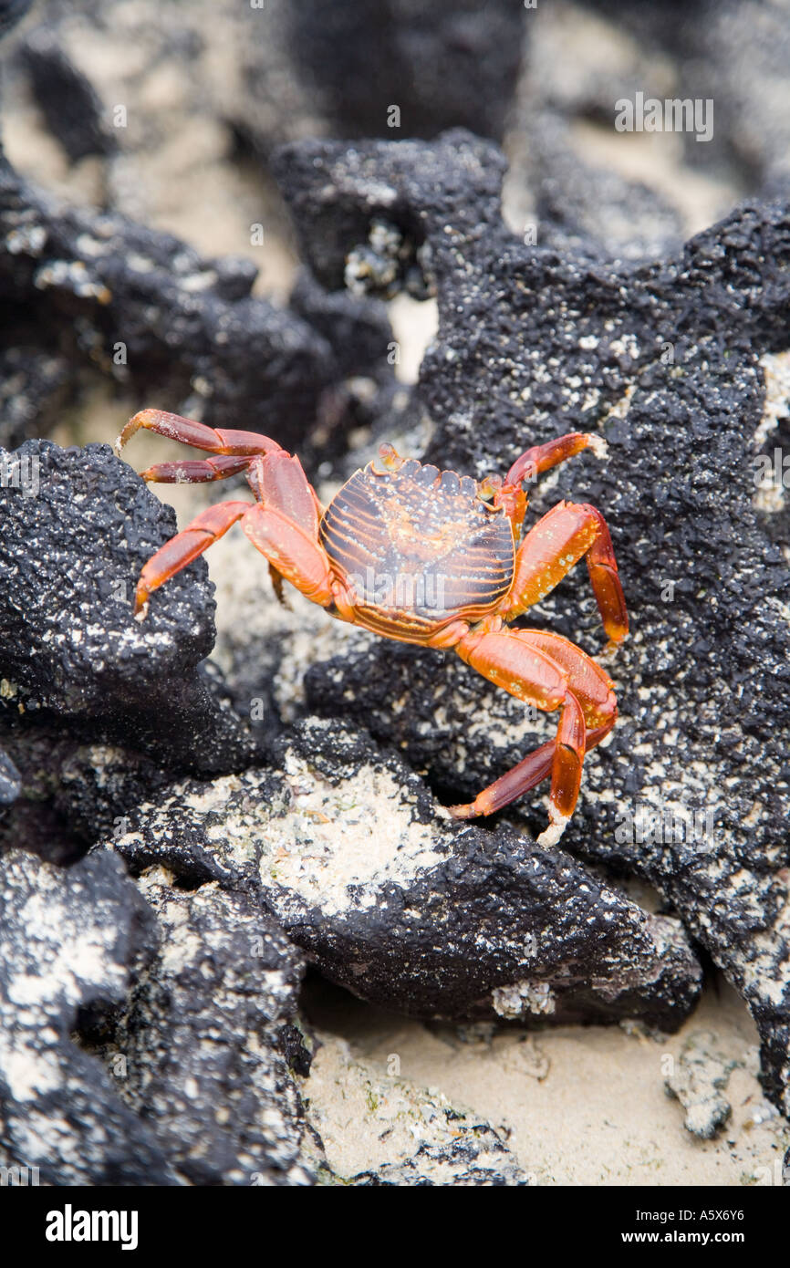 Rear view of a Sally Lightfoot crab scrambling over black lava rock ...