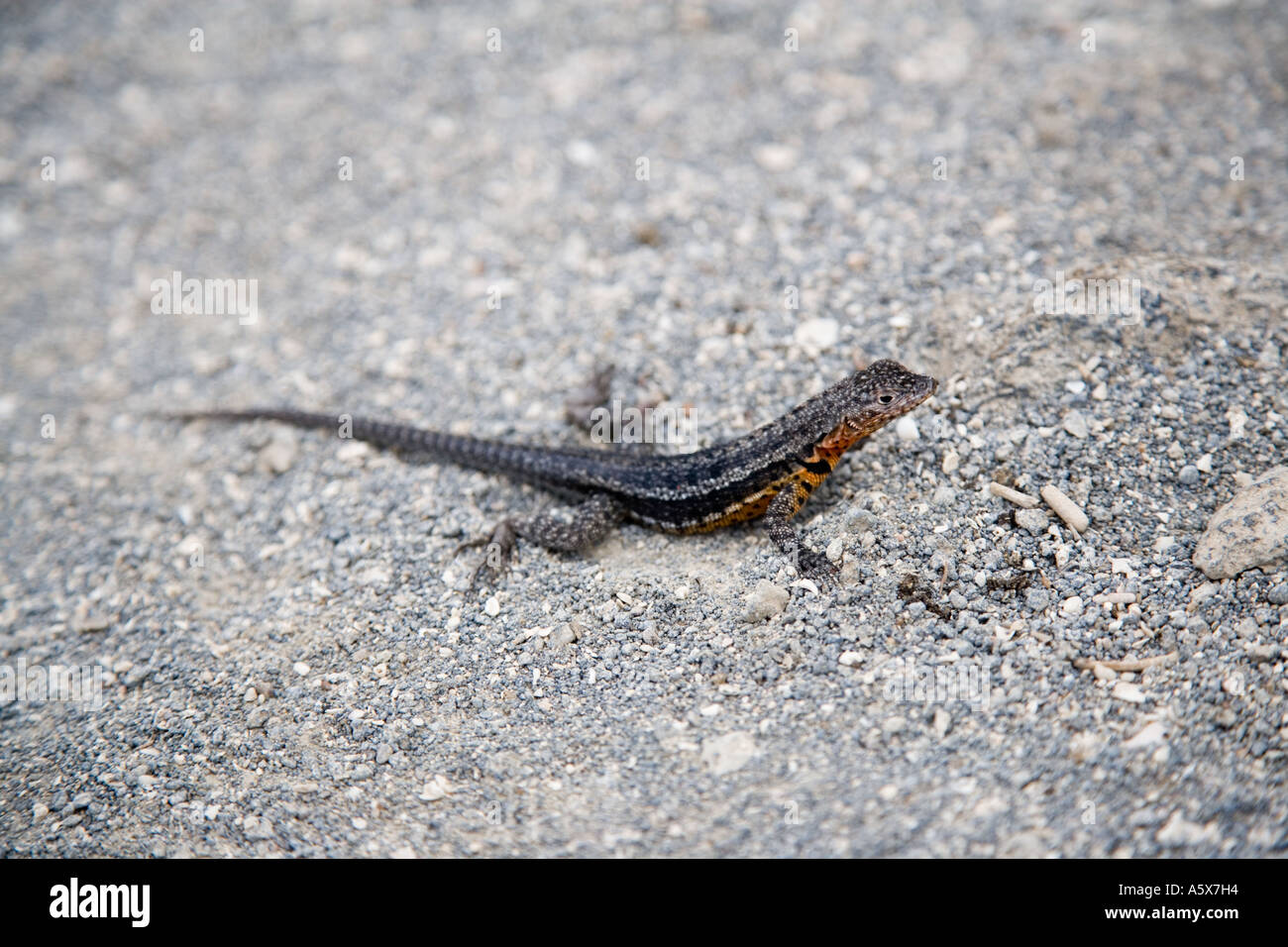 A lava lizard Stock Photo - Alamy