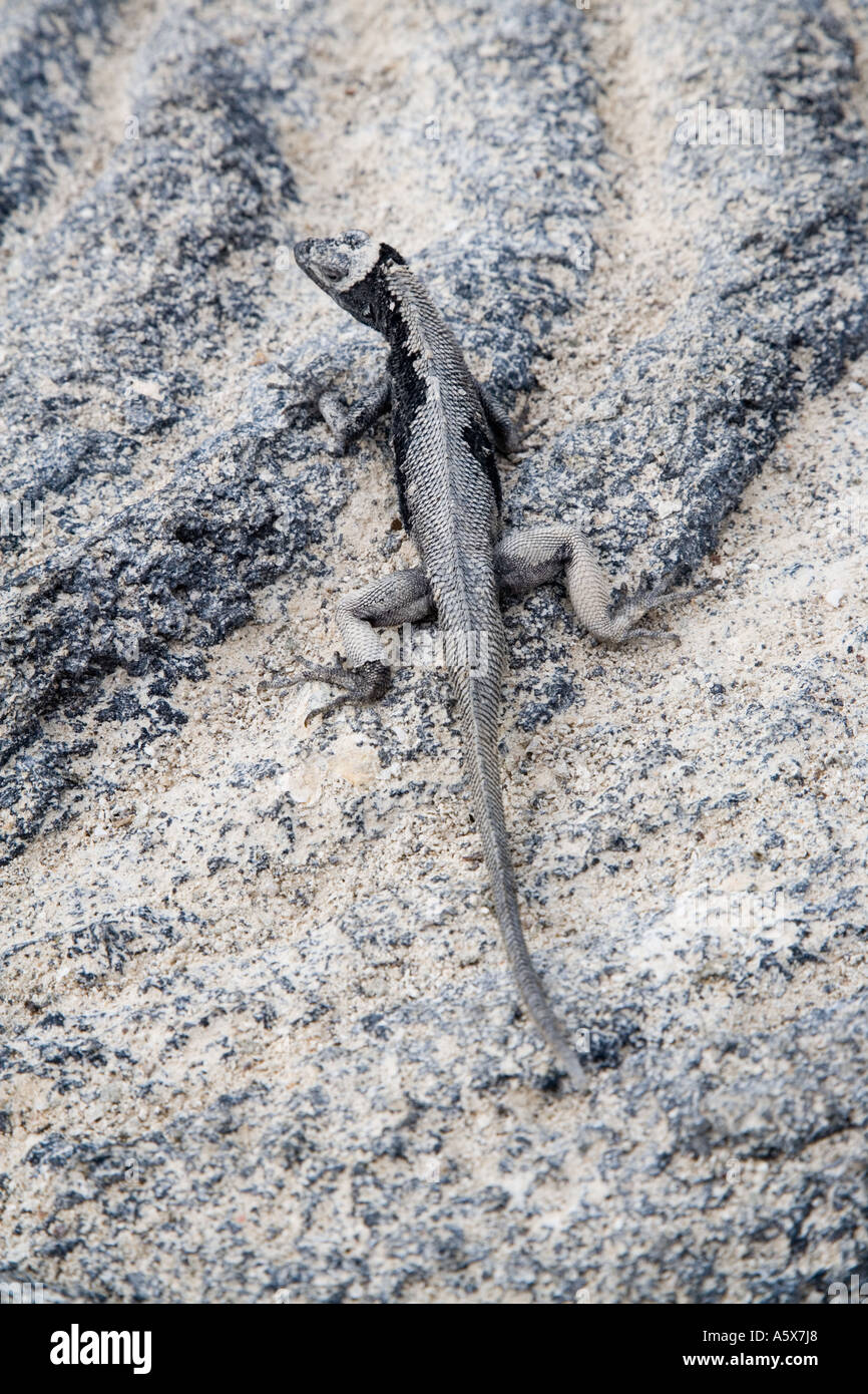 Lizard on a rope hi-res stock photography and images - Alamy