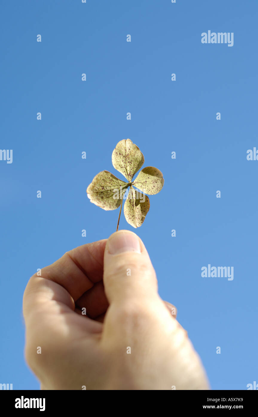 Four petal flower Stock Photo - Alamy