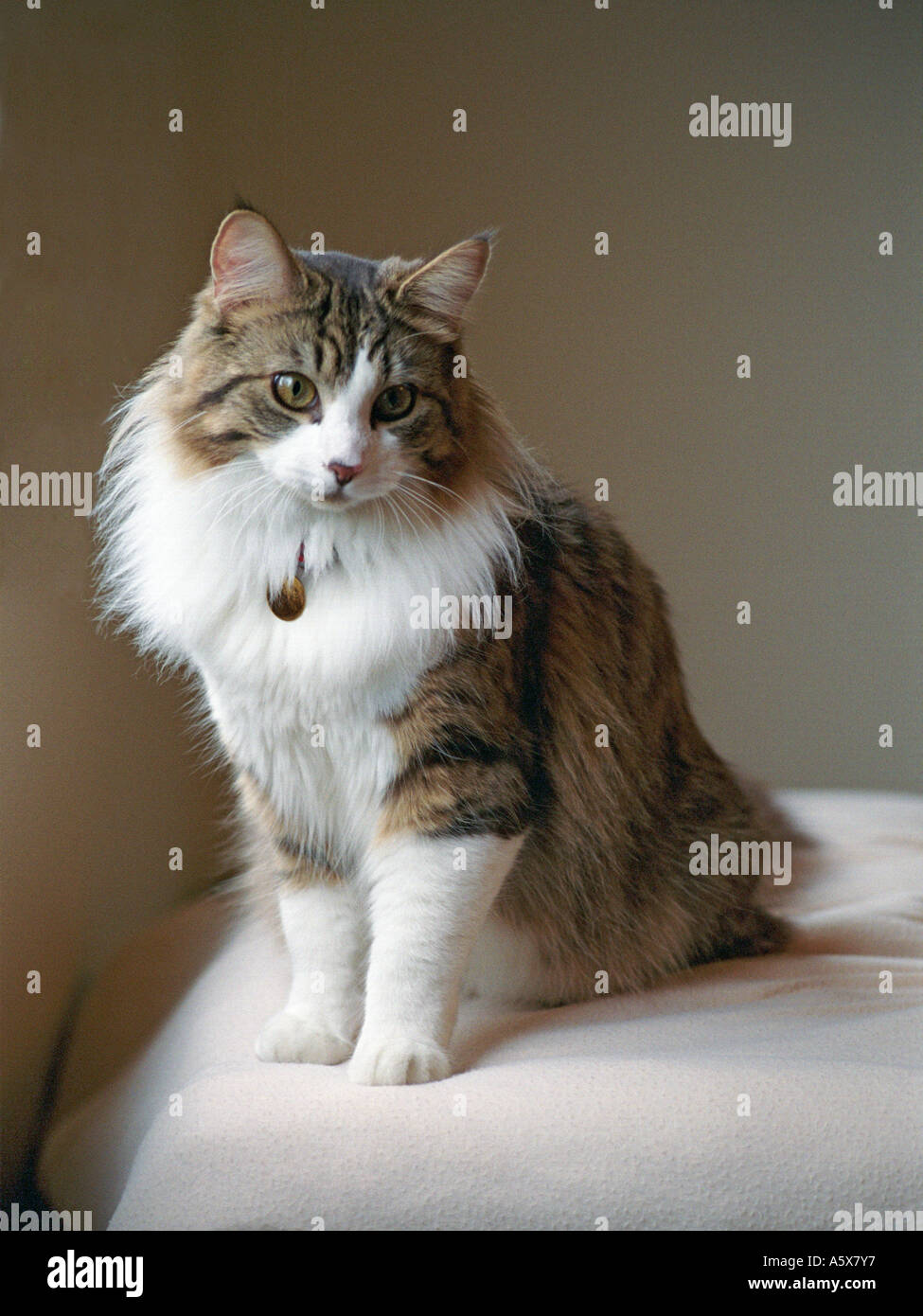Norwegian Forest Cat Stock Photo - Alamy