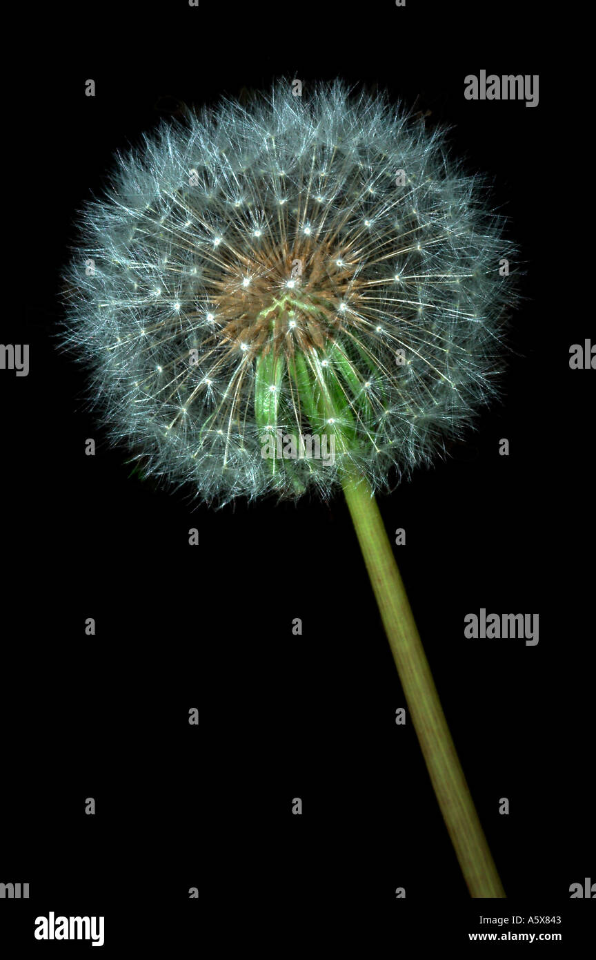 Germinate Dandelion Stock Photos & Germinate Dandelion Stock Images - Alamy