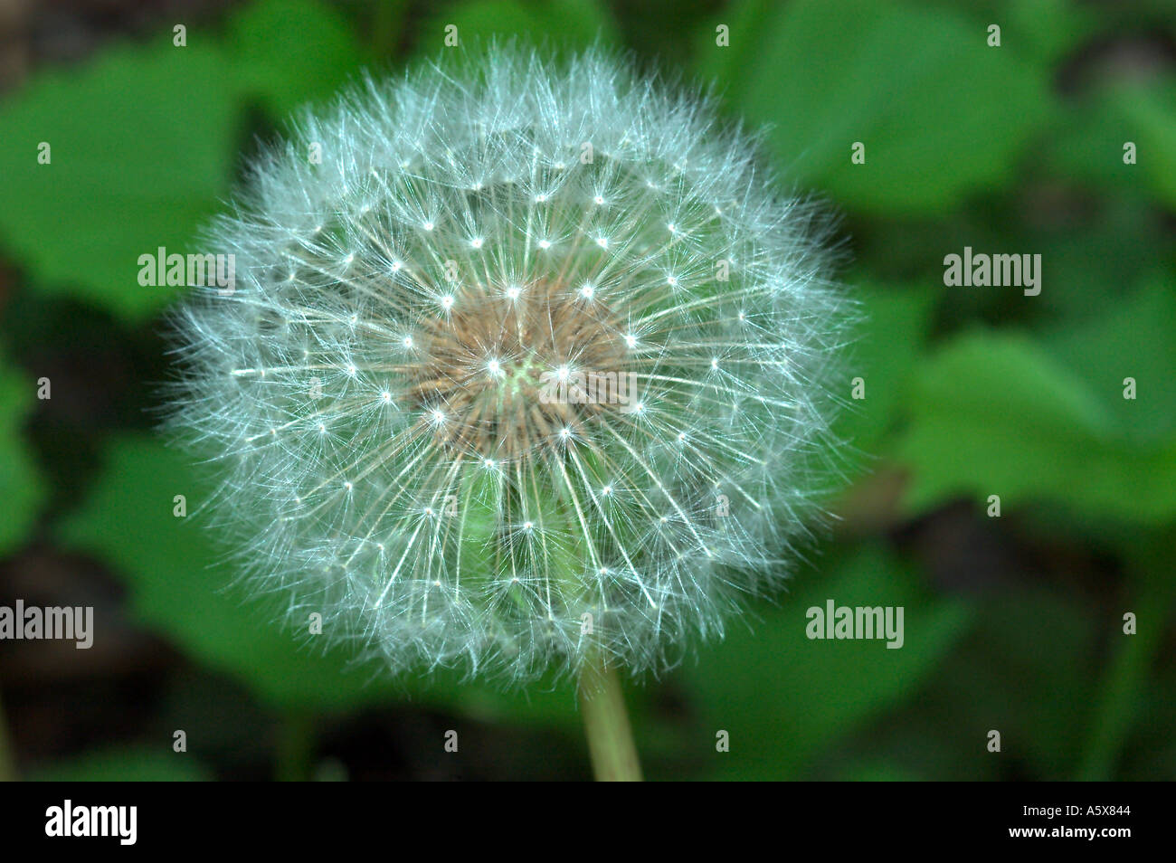 Germinate Dandelion Stock Photos & Germinate Dandelion Stock Images - Alamy