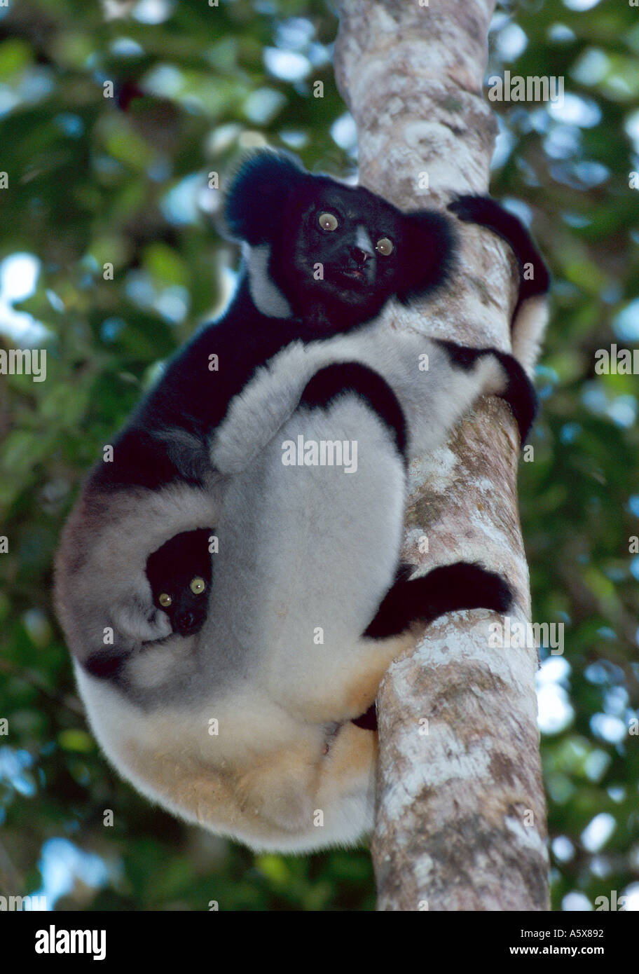 INDRI Lemur (Indri indri) Mother and Baby, Perinet Reserve Madagascar ...
