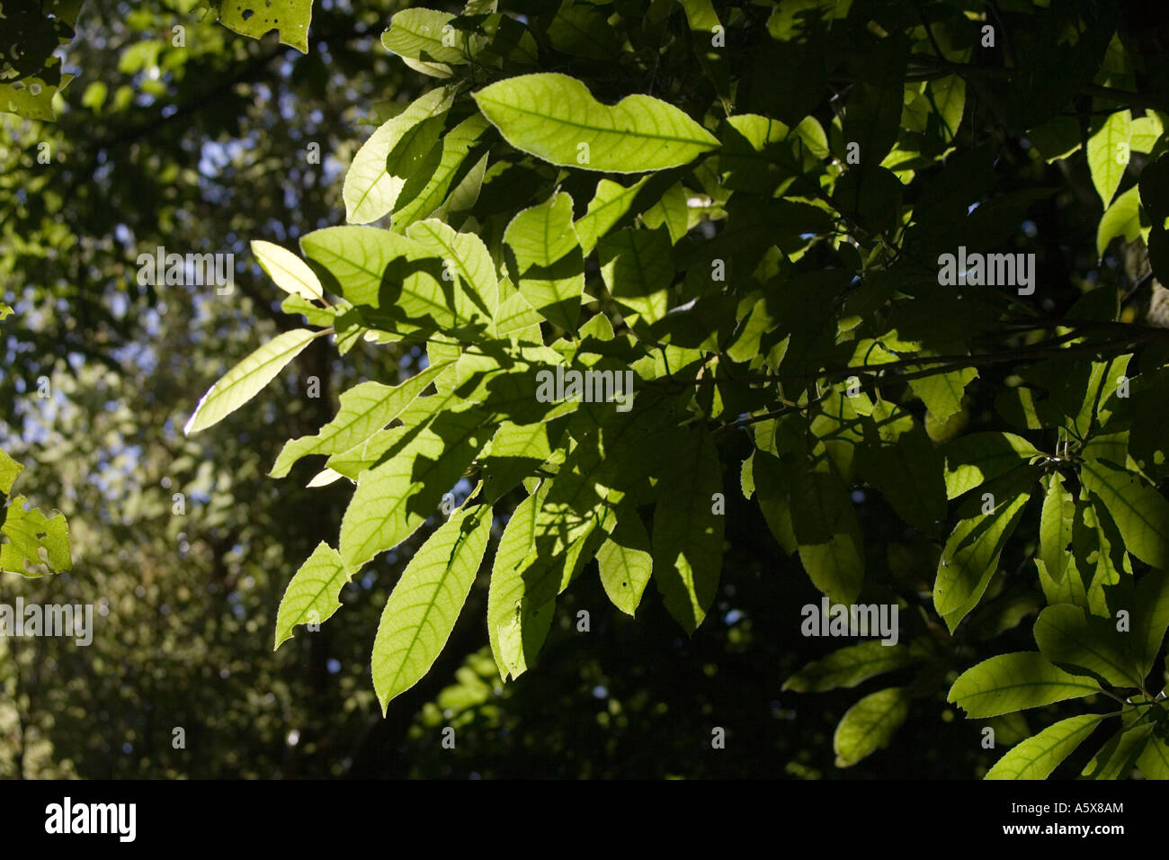 Backlit leaves lit by sunlight Karori North Island New Zealand Stock ...