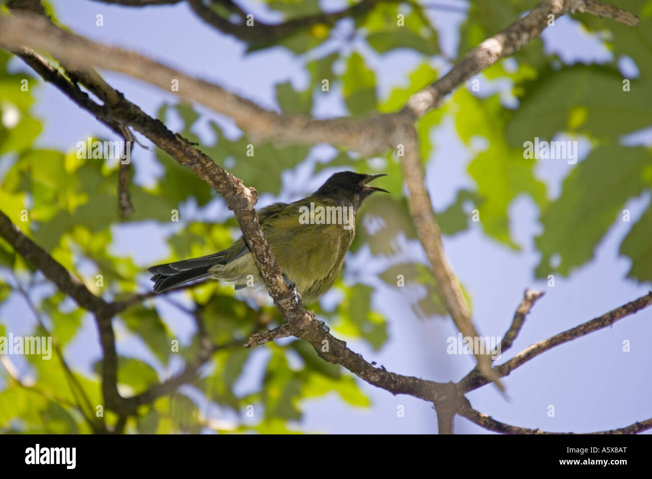 Bell bird singing Maori name Korimako Anthornis melanura Tiritiri ...