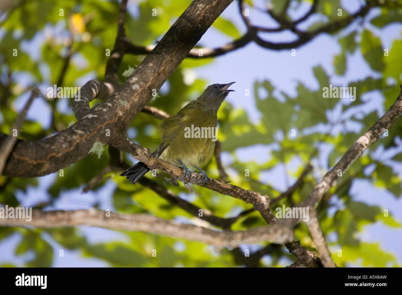Bell bird singing Maori name Korimako Anthornis melanura Tiritiri ...