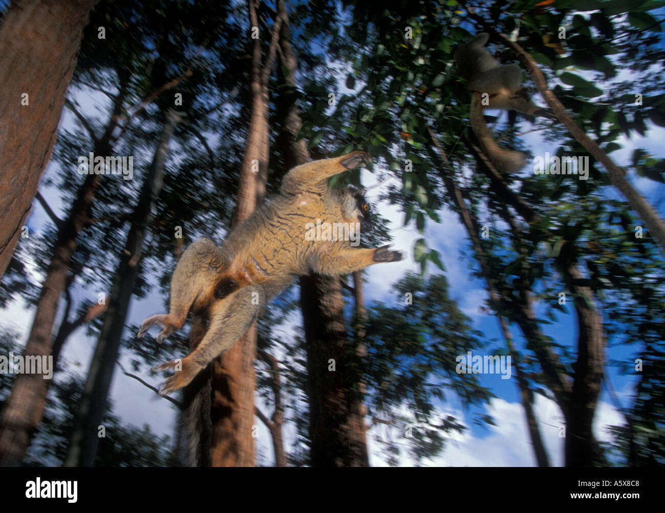 BROWN LEMUR, Jumping through canopy, (Eulemur fulvus fulvus), Perinet ...