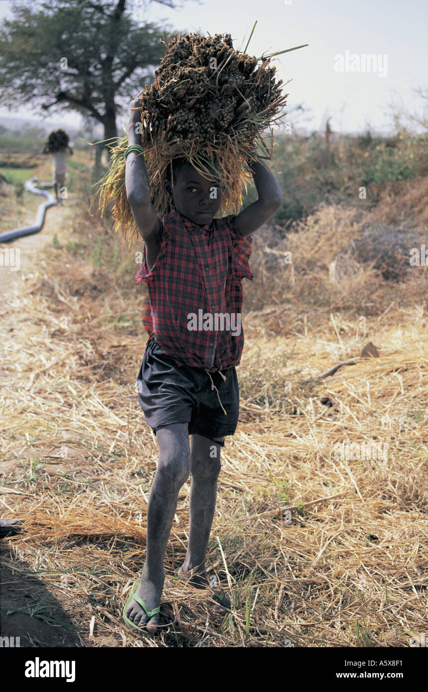 A young boy works in the fields alongside the River Niger in Niger West ...