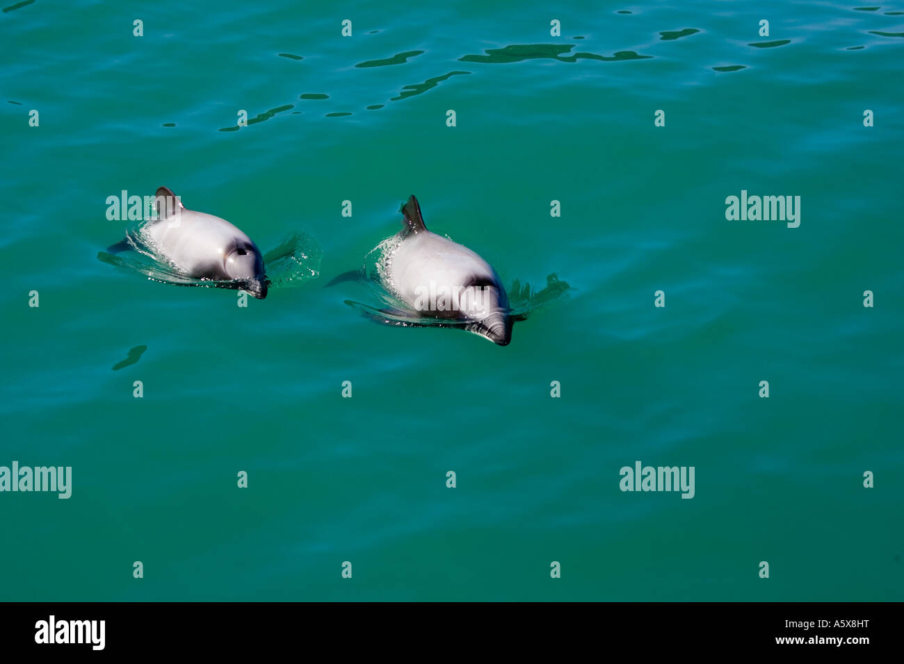 Hectors dolphins Cephalorhynchus hectori Akaroa Harbour South Island ...