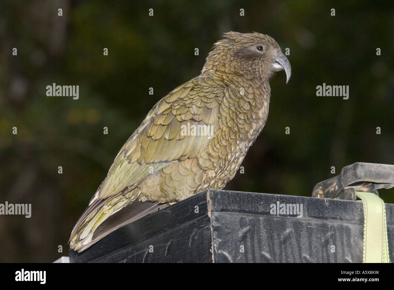 Kaka or North Island parrot Nestor meridionalis on car roof rack Fox ...