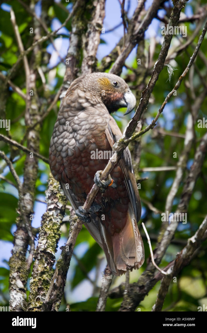 Kaka hi-res stock photography and images - Alamy