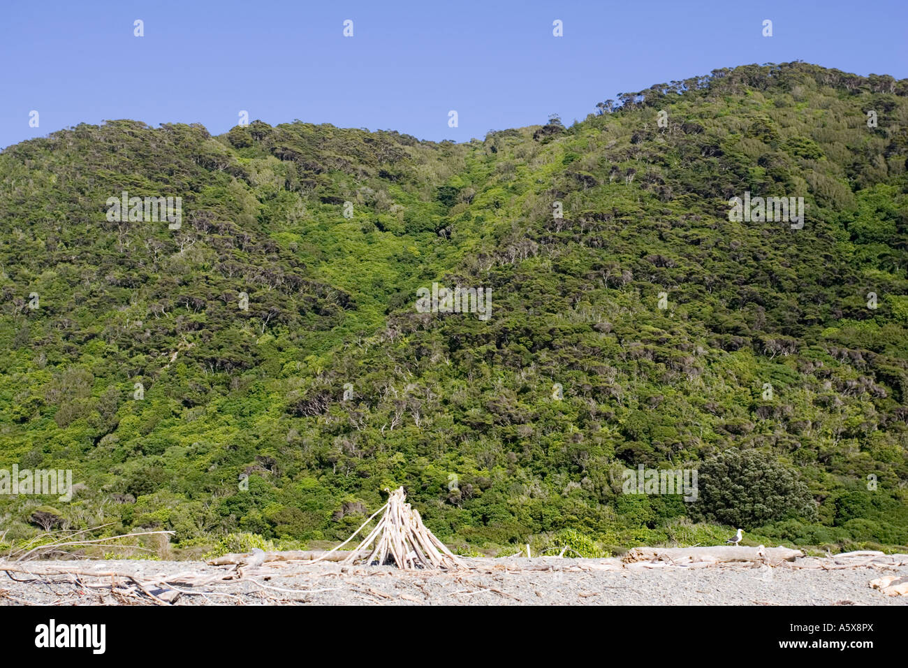 Regenerating native forest hi-res stock photography and images - Alamy