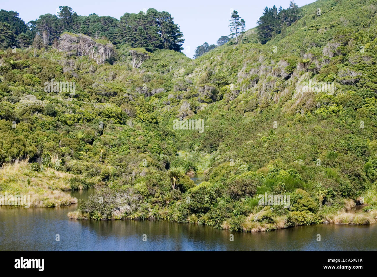 Native bush and reservoir Karori Wildlife Sanctuary New Zealand Stock ...