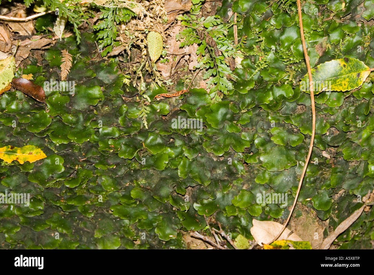 Carpet of liverworts Kapiti island New Zealand Stock Photo - Alamy